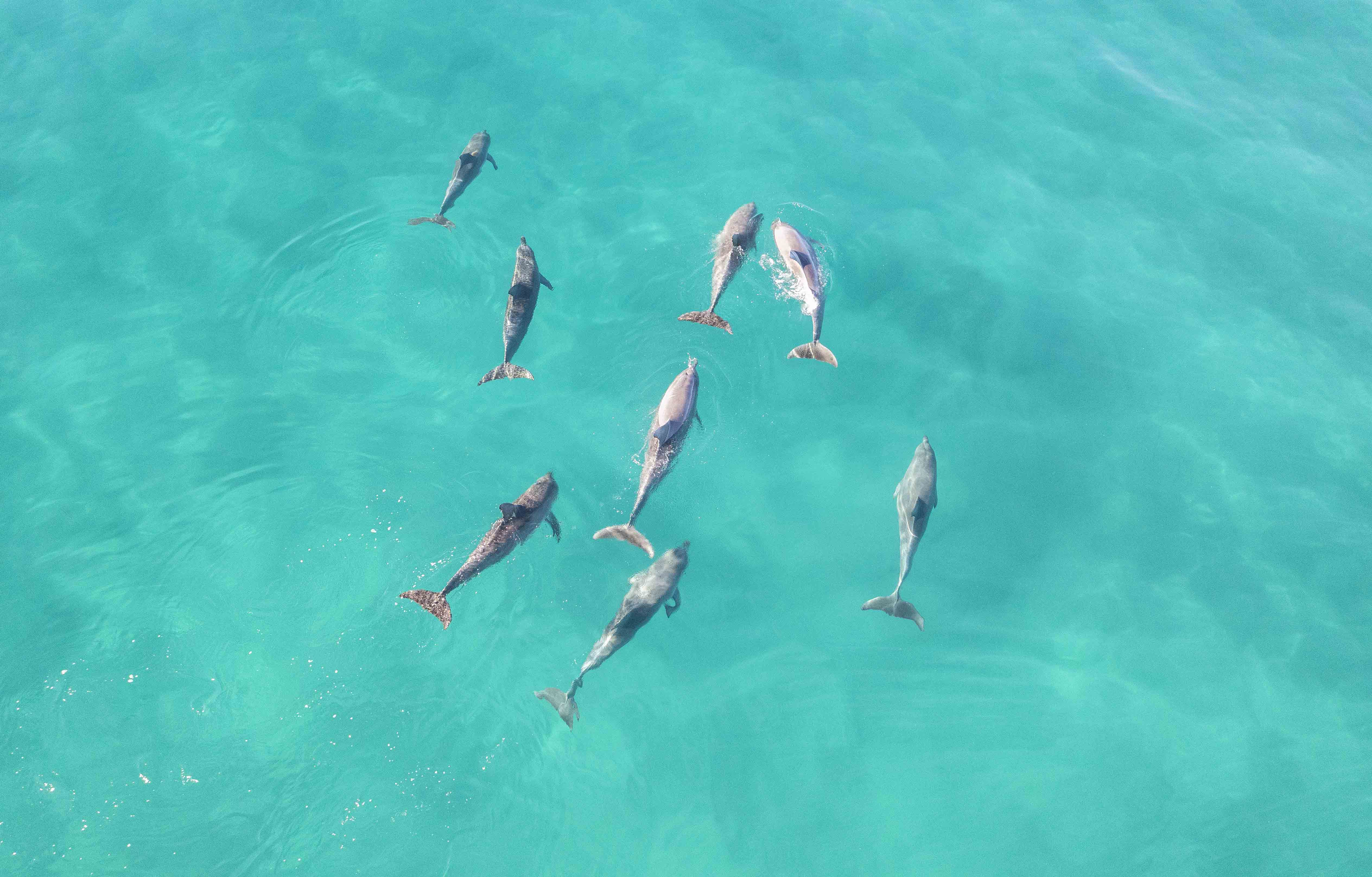 Aerial 13 - Dolphin Play – Coastal Visions Photography