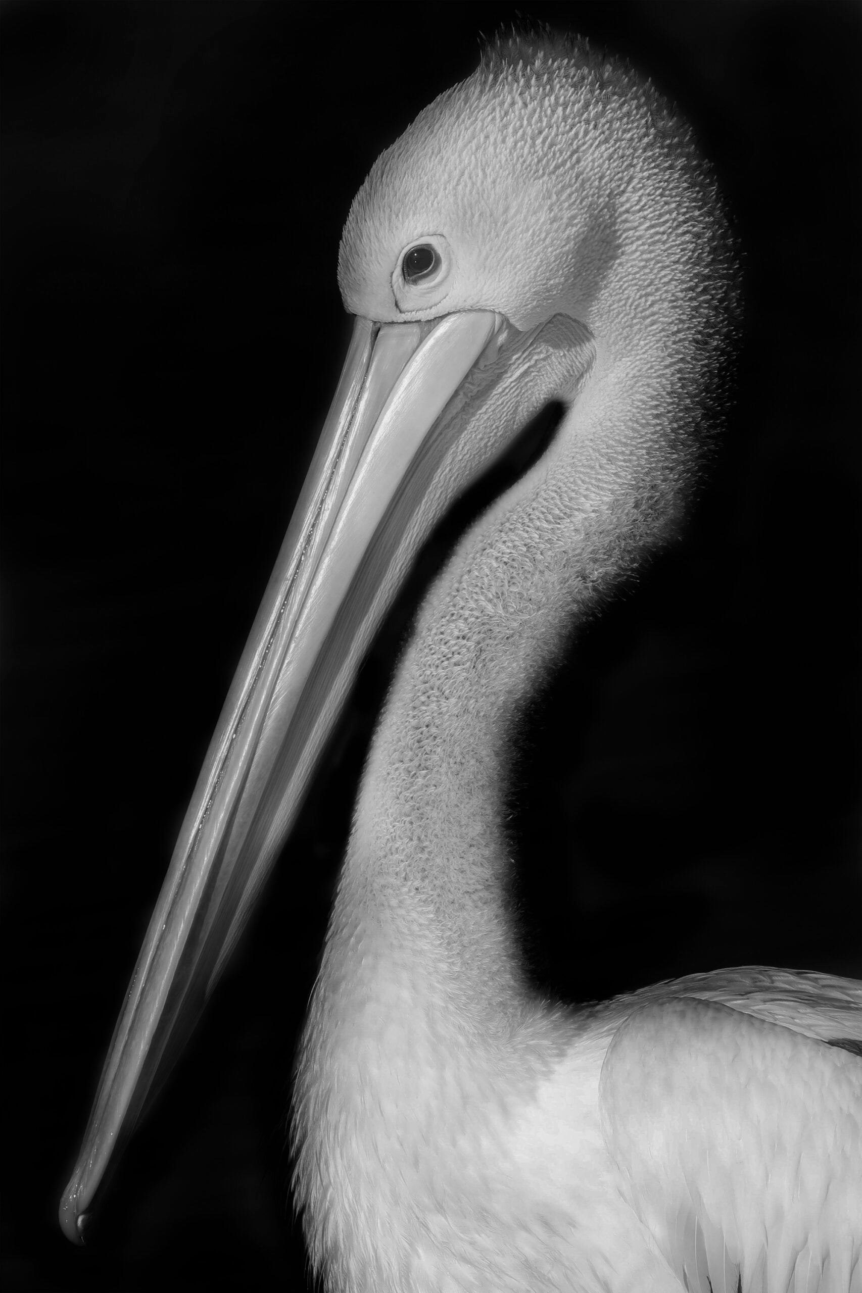 Pelican Portrait – Coastal Visions Photography