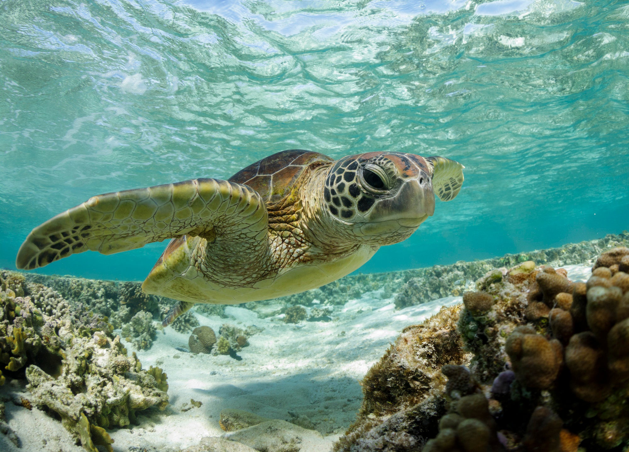 Ocean Glider – Coastal Visions Photography