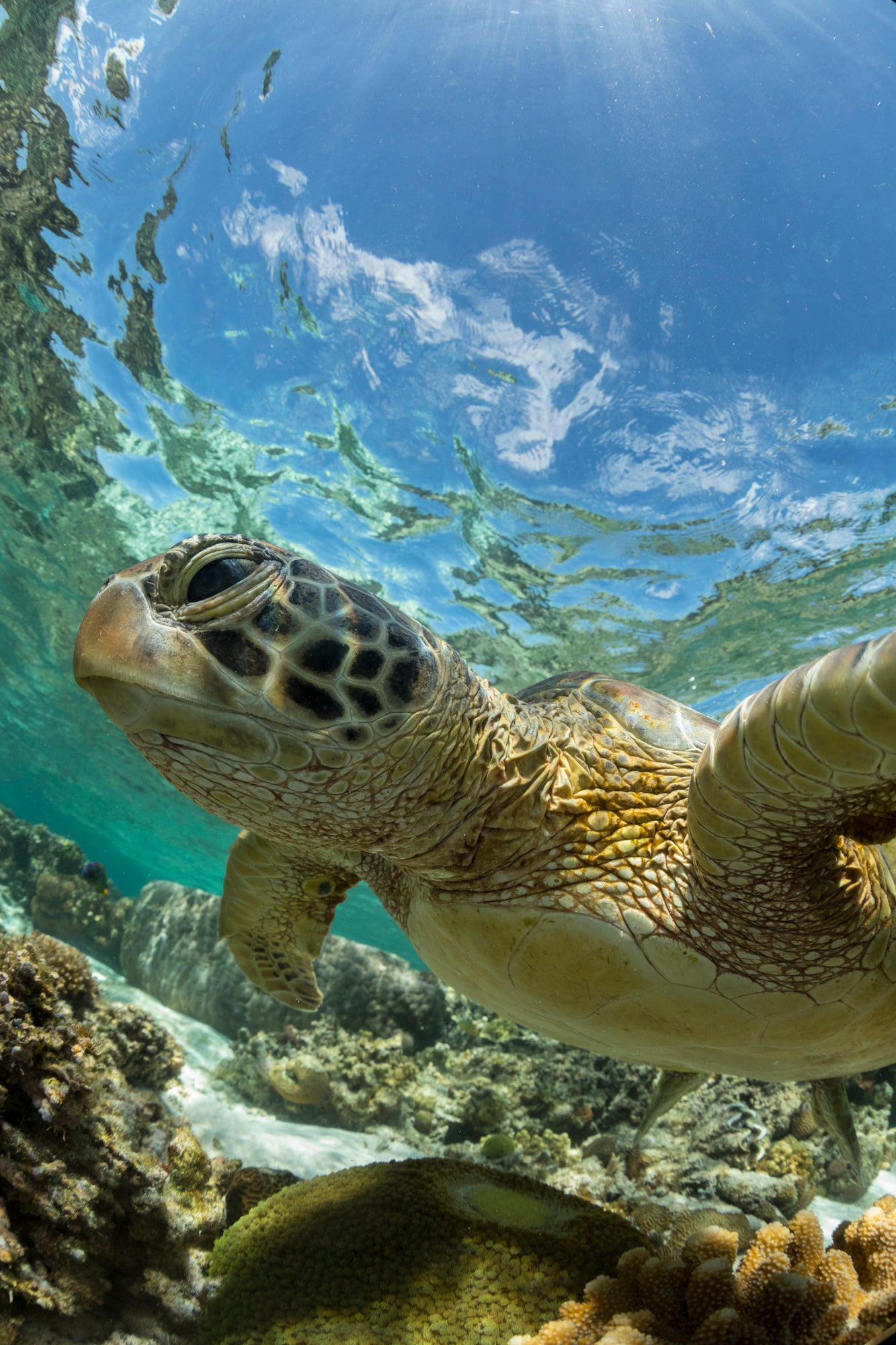 Turtle Love – Coastal Visions Photography
