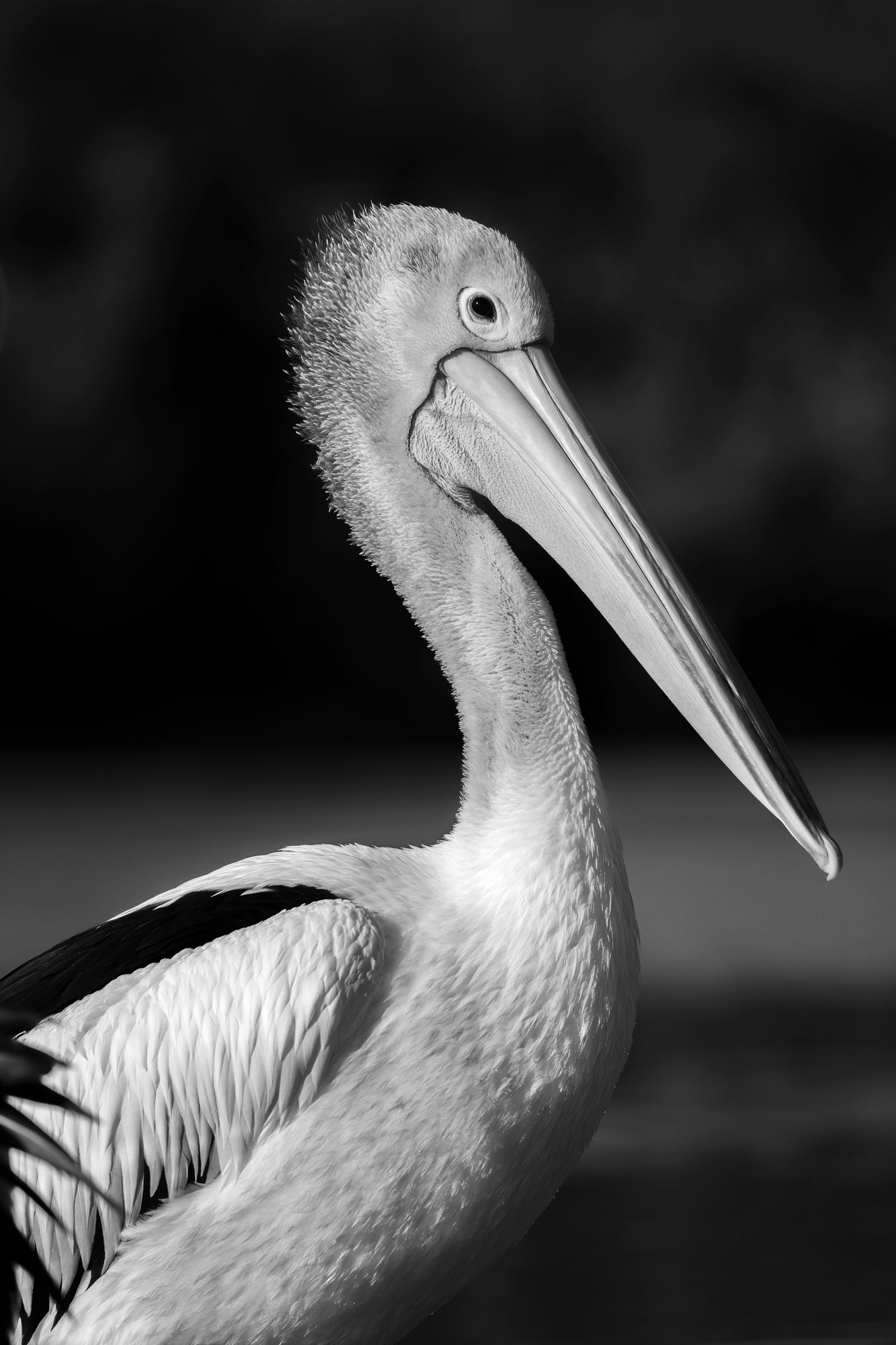 Mr. Percival – Coastal Visions Photography